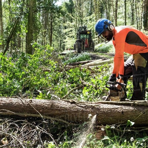 Gallery – Balaji Tree Cutting Services